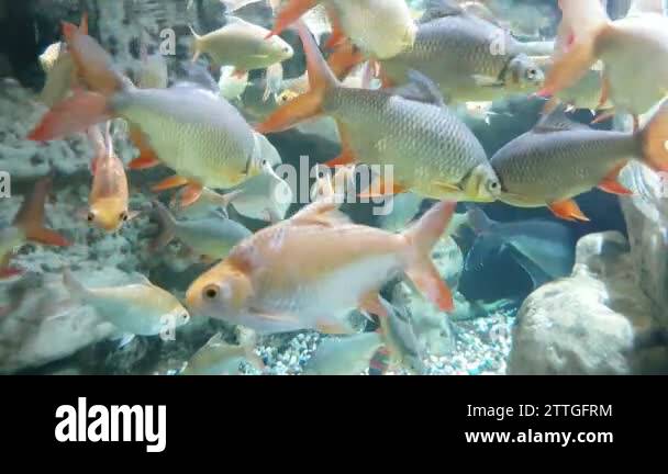 Silver looking tropical fishes dashing and swimming in shoal in the Red ...