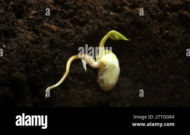 Germinating Seed Growing in Ground Agriculture Spring Summer Timelapse ...