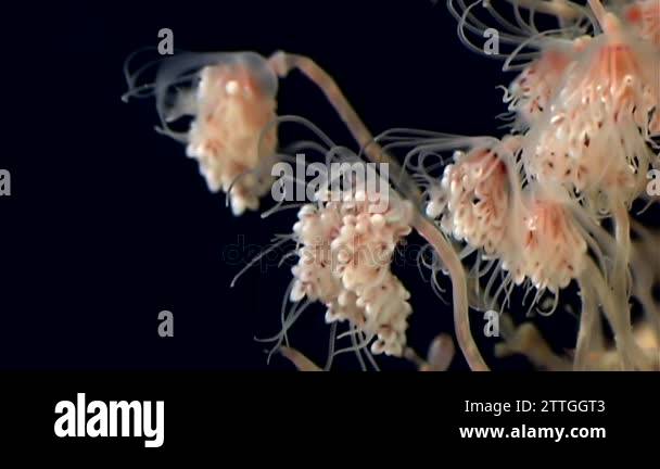 Bell Hydroid jellyfish colonies opens underwater seabed of White Sea in ...