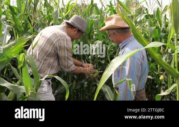 Two Farmers Work In Corn Field, Try Corns For Taste And Maturity Stock ...