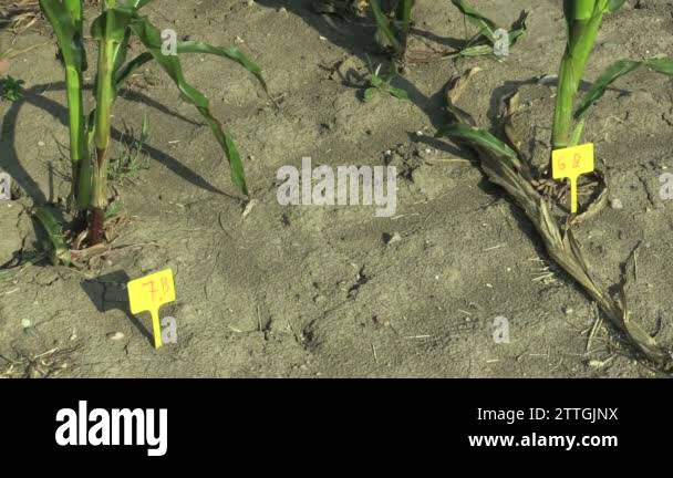 Maize varieties Stock Videos & Footage - HD and 4K Video Clips - Alamy