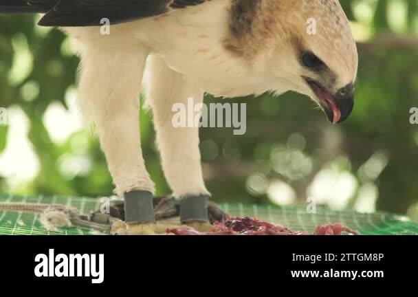 Predatory bird snake eagle eating fresh meat sitting on cage top. Close ...