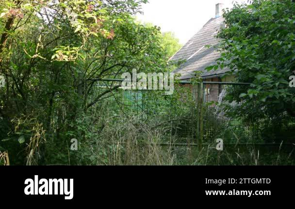 Grass old bushes Stock Videos & Footage - HD and 4K Video Clips - Alamy