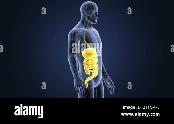 Posterior view of the digestive system Stock Videos & Footage - HD and ...