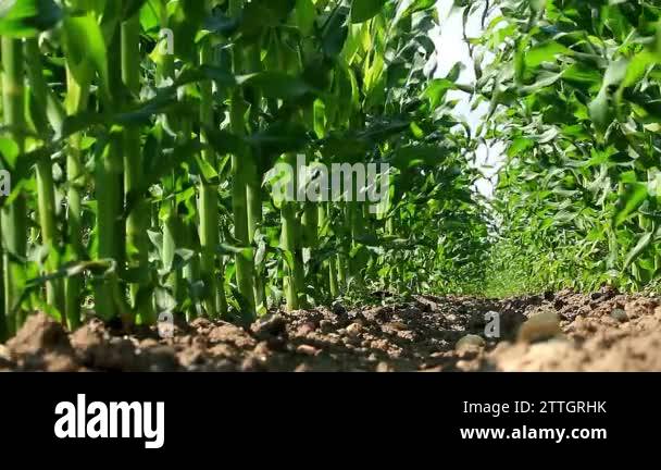Maize field Stock Videos & Footage - HD and 4K Video Clips - Alamy