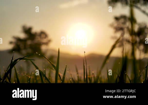 Green rice farm with golden sunlight flare and Bokeh over asian ...
