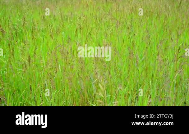 Summer wild meadow grass Stock Videos & Footage - HD and 4K Video Clips ...
