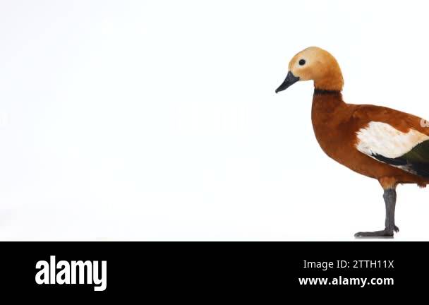 male Beautiful bright red duck (Ogar) moves around the screen, isolated ...