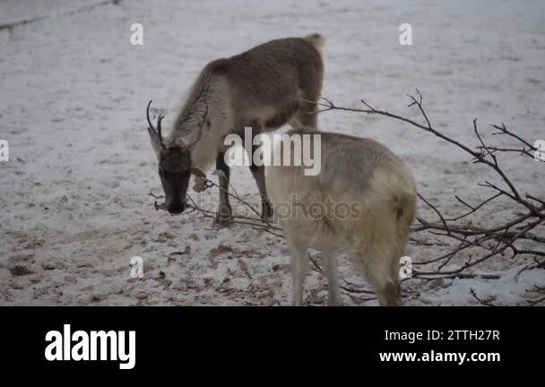 Reindeer (Rangifer tarandus), also known as caribou in North America ...