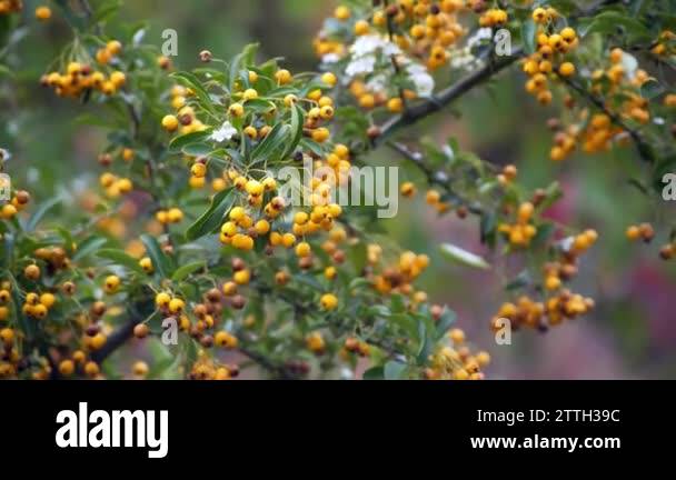 Rosacea tree Stock Videos & Footage - HD and 4K Video Clips - Alamy