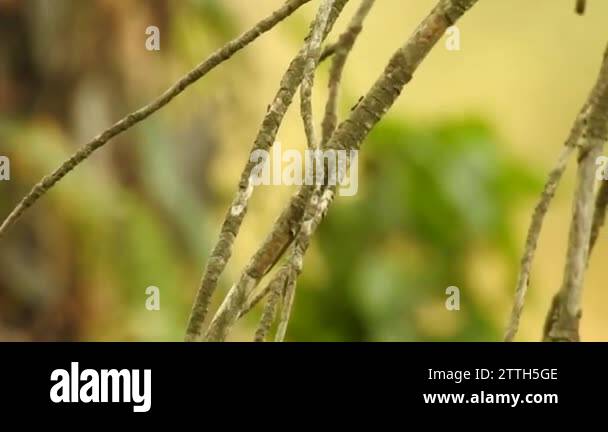 Branches of tree Stock Videos & Footage - HD and 4K Video Clips - Alamy