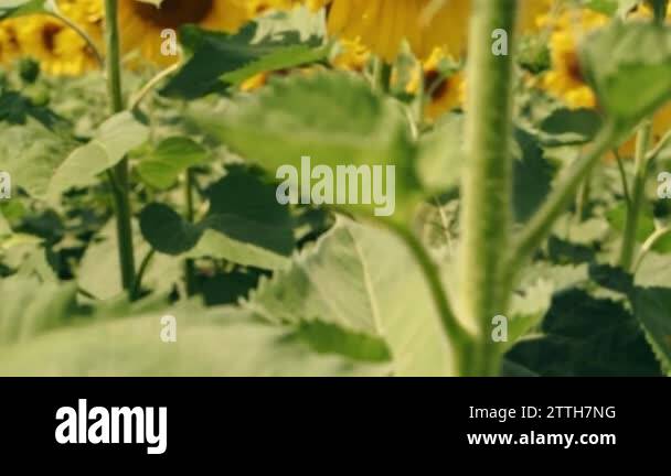Sunflower in the field. Movement of the camera from below up. Close up ...