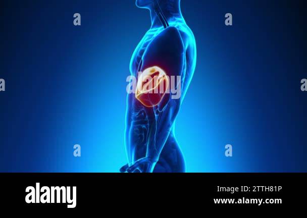 Male liver anatomy Stock Videos & Footage - HD and 4K Video Clips - Alamy