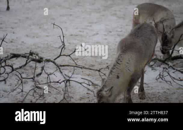Reindeer (Rangifer tarandus), also known as caribou in North America ...
