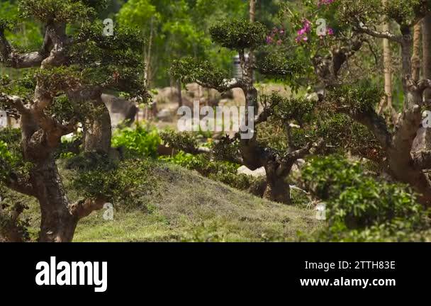 Topiary bonsai Stock Videos & Footage - HD and 4K Video Clips - Alamy