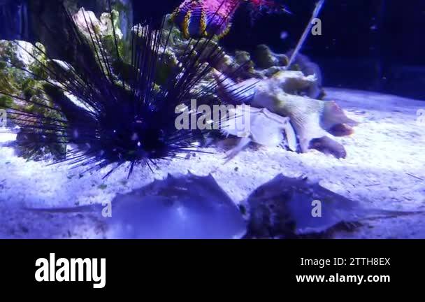 Six crabs Stock Videos & Footage - HD and 4K Video Clips - Alamy
