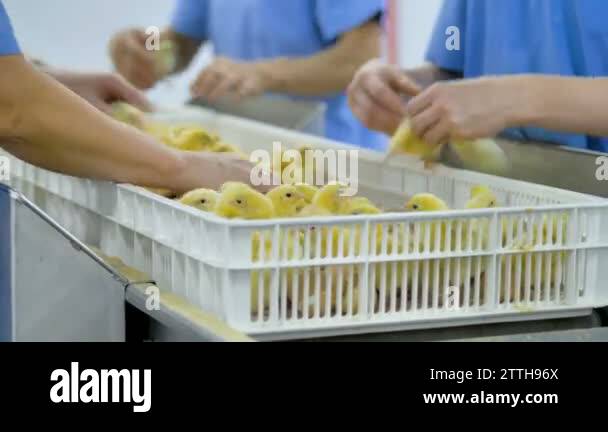 Sorting young chicks Stock Videos & Footage - HD and 4K Video Clips - Alamy