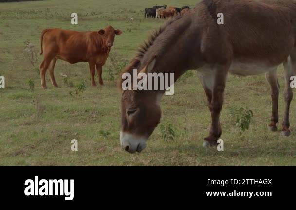 Cow and donkey Stock Videos & Footage - HD and 4K Video Clips - Alamy