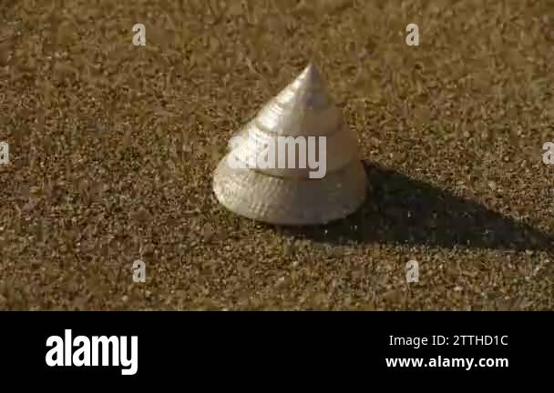 Cone shell beach Stock Videos & Footage - HD and 4K Video Clips - Alamy
