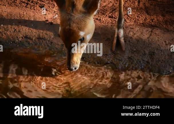 West African Sitatunga drinking water in a river - Tragelaphus spekii ...
