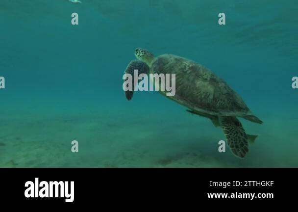 Young female Green Sea Turtle (Chelonia mydas) swims over muddy bottom ...