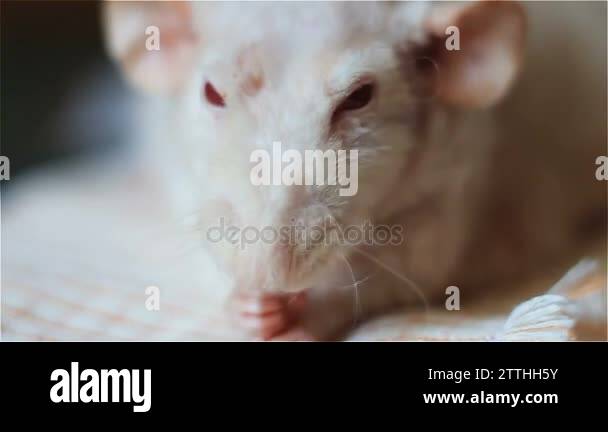 Simatic rat albino gnaws red food Stock Video Footage - Alamy