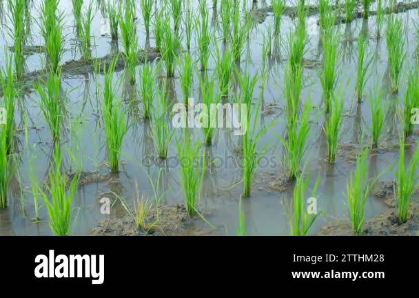 Rice Sprouts in rice field.Rice Sprouts Growing Up In Farm.Agriculture ...