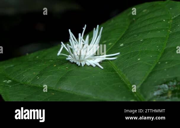 Aphid life cycle Stock Videos & Footage - HD and 4K Video Clips - Alamy