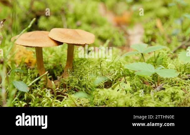 Spine fungi Stock Videos & Footage - HD and 4K Video Clips - Alamy