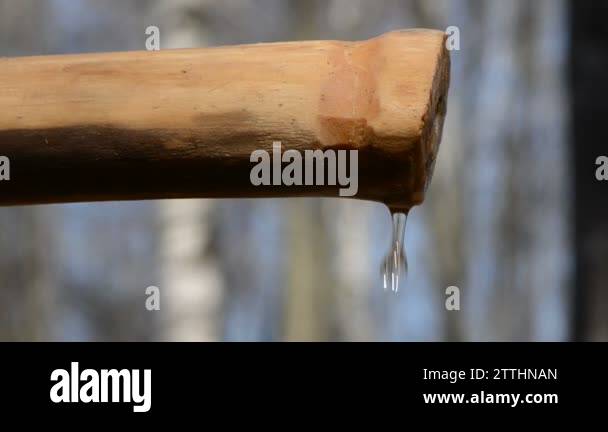 Drops of sap Stock Videos & Footage - HD and 4K Video Clips - Alamy