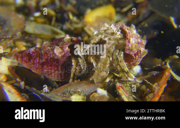Crab reproduction Stock Videos & Footage - HD and 4K Video Clips - Alamy