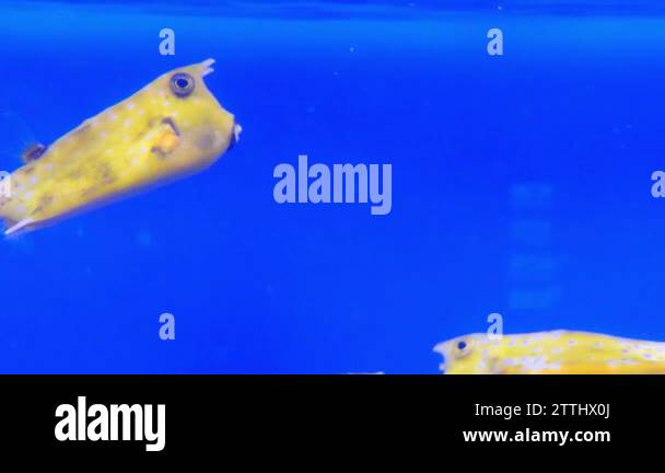 Longhorn cowfish, Lactoria cornuta, also called horned boxfish, is ...