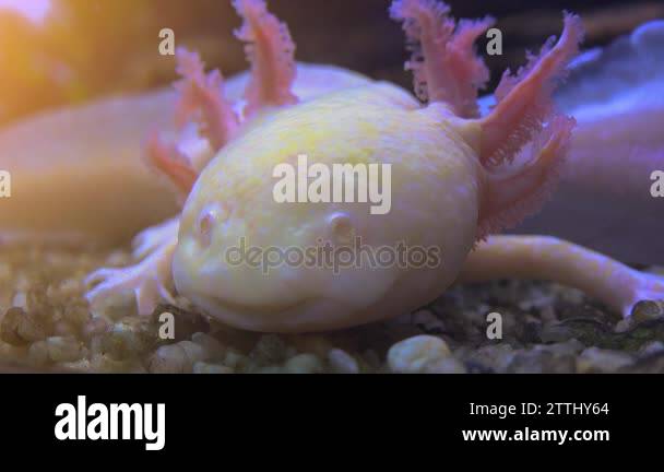 Axolotl, Mexican Salamander (Ambystoma Mexicanum) or Mexican Walking ...