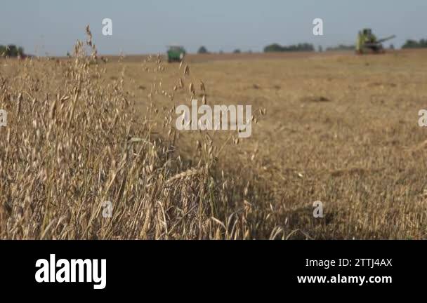 process of harvesting with combine, gathering mature oat grain crops ...
