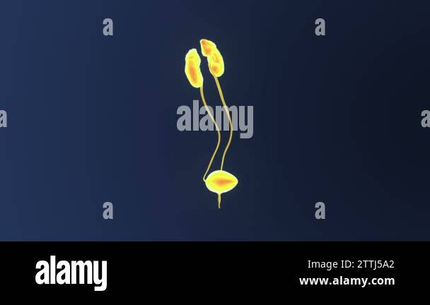 Healthy urinary system Stock Videos & Footage - HD and 4K Video Clips ...