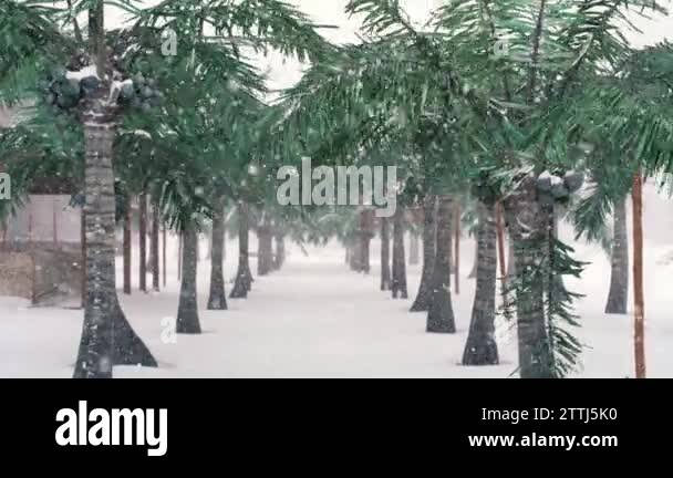 Winter palm trees Stock Videos & Footage - HD and 4K Video Clips - Alamy