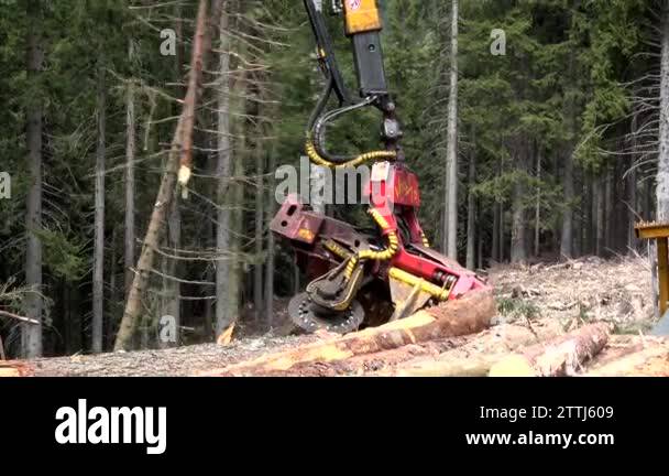 Tree felling operations Stock Videos & Footage - HD and 4K Video Clips ...