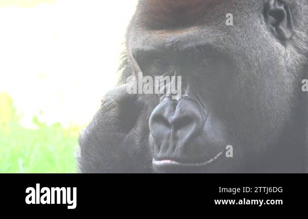 Ugly primate Stock Videos & Footage - HD and 4K Video Clips - Alamy