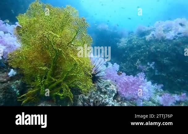 coral reef at 'Hin Khao' pinnacle. near Bara estuary and Lipe Island ...