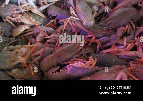 Live red crayfish on counter Stock Videos & Footage - HD and 4K Video ...
