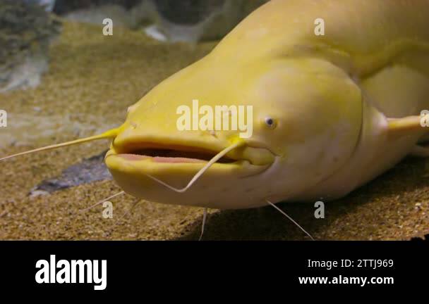 Yellow catfish Stock Videos & Footage - HD and 4K Video Clips - Alamy