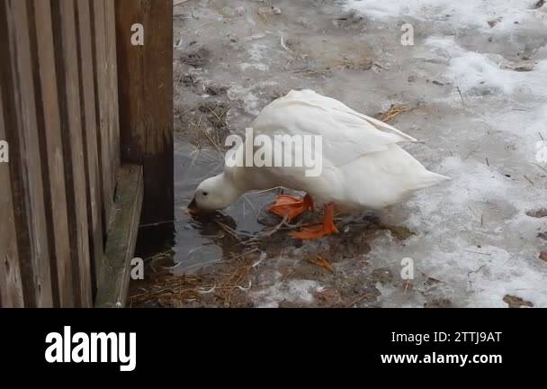 Goose drinking water from a puddle in the aviary Stock Video Footage ...