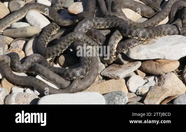 The Caspian whipsnake (Dolichophis caspius, sometimes also Coluber ...