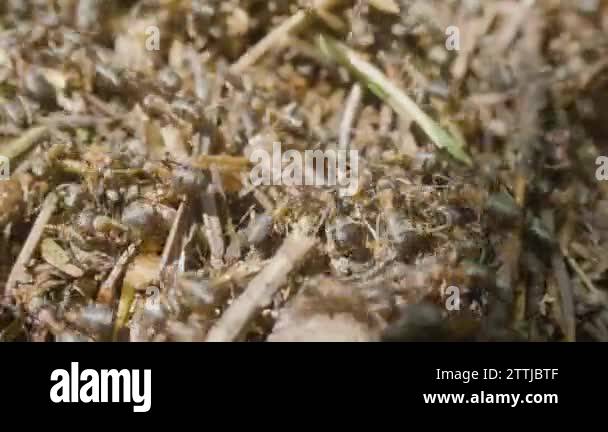 Ants building an anthill. Colony insects. Macro. Red forest ants ...