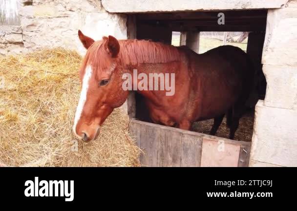 White horse box Stock Videos & Footage - HD and 4K Video Clips - Alamy