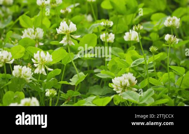 Beautiful white clover flowers Stock Videos & Footage - HD and 4K Video ...