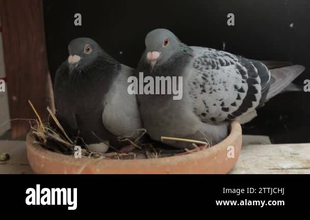 Breeding pigeon Stock Videos & Footage - HD and 4K Video Clips - Alamy