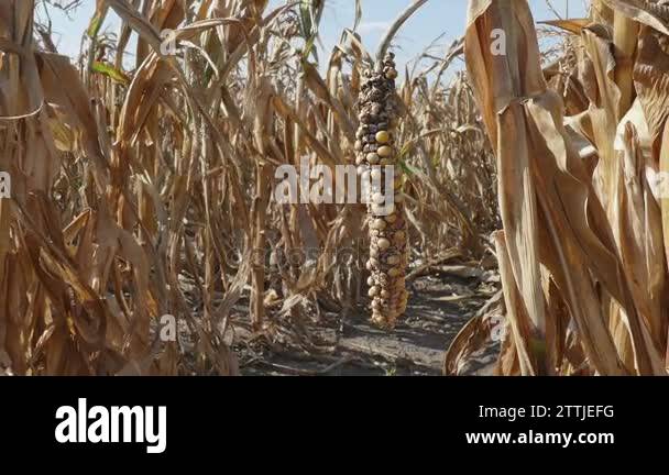 Field of corn damaged by drought Stock Videos & Footage - HD and 4K ...