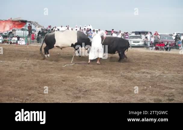 Traditional fighting Stock Videos & Footage - HD and 4K Video Clips - Alamy