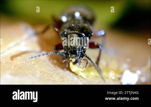 Centipede hunting Stock Videos & Footage - HD and 4K Video Clips - Alamy